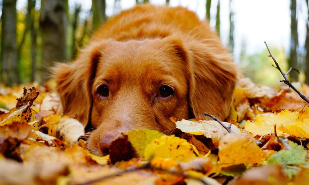 12 Ways to Celebrate Fall with your Dog - Boogie the Pug