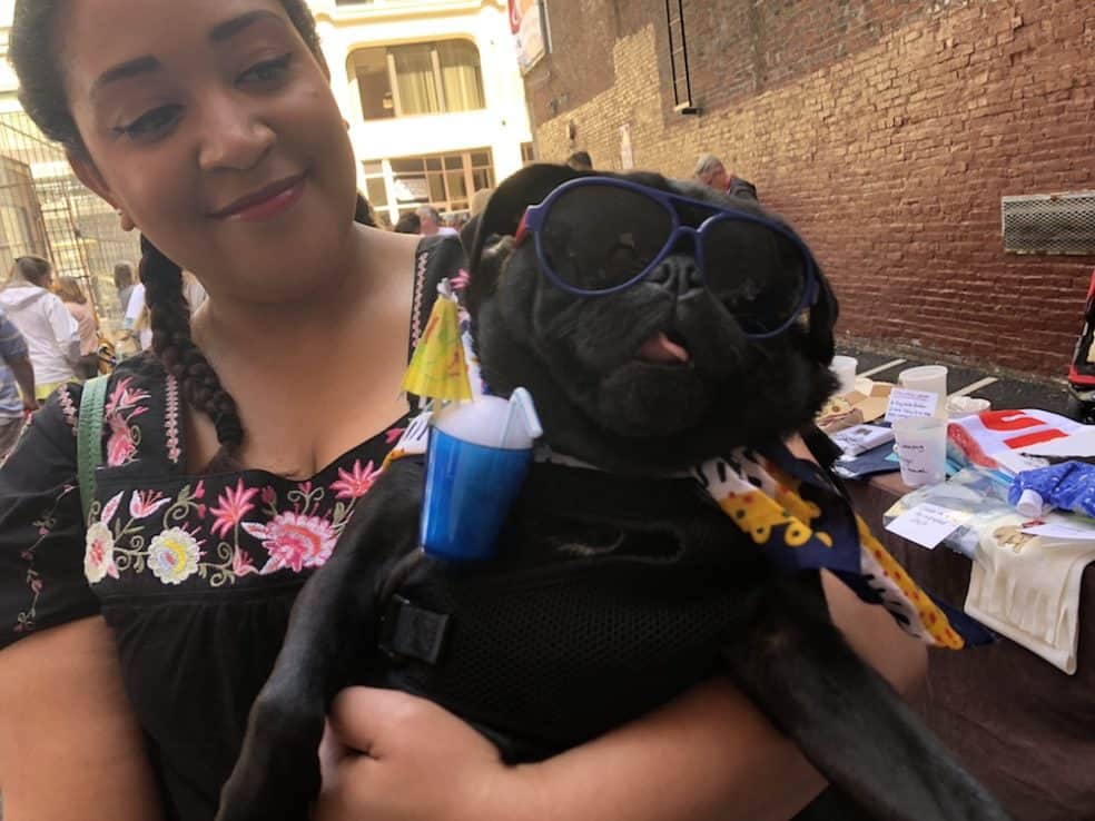 All About #PugsTakeBoston - Boogie the Pug
