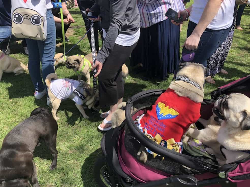 All About #PugsTakeBoston - Boogie the Pug