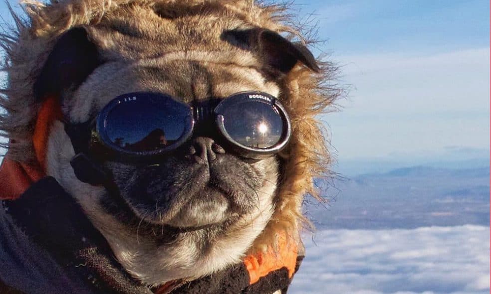 Traveling with Pets: Cargo vs. Carry On vs. Baggage - Boogie the Pug