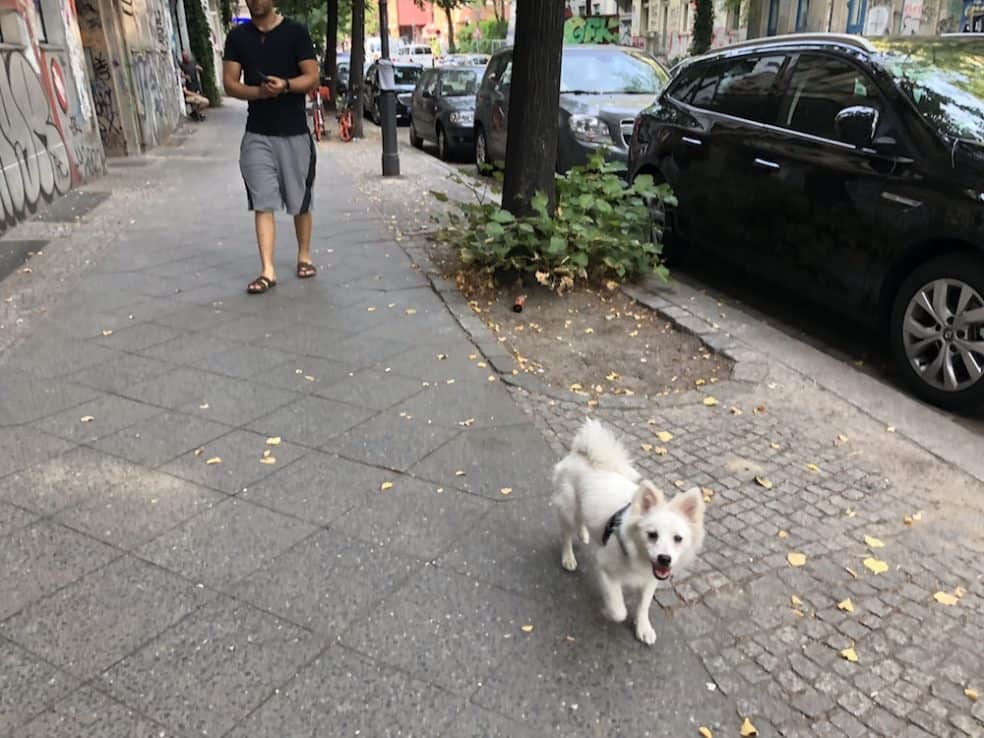 25 Photos of Dogs in Berlin - Boogie the Pug