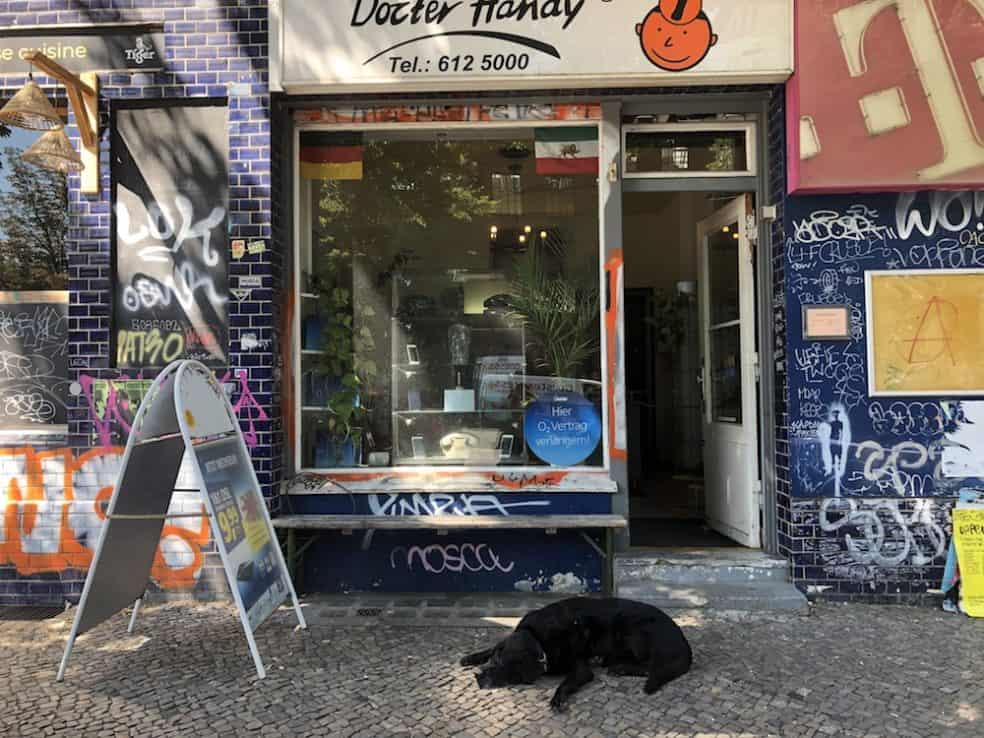 25 Photos of Dogs in Berlin - Boogie the Pug