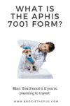 What is the APHIS 7001 form? - Boogie the Pug