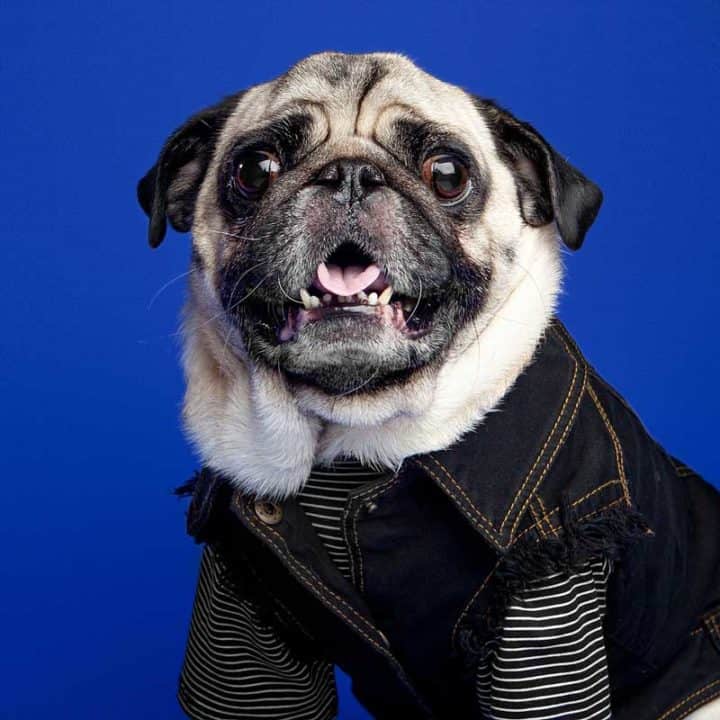 Pug Stuff - Boogie the Pug