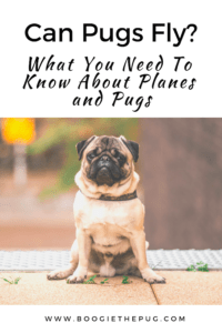 Can Pugs Fly? What You Need To Know About Planes and Pugs - Boogie the Pug