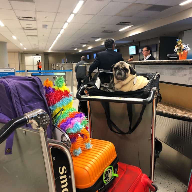Can Pugs Fly? What You Need To Know About Planes and Pugs - Boogie the Pug