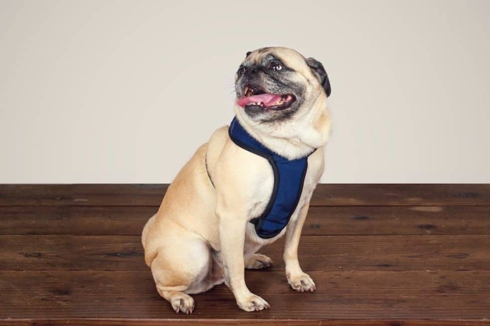 The Best Harness For Pugs: The Pug Community Weighs In - Boogie the Pug