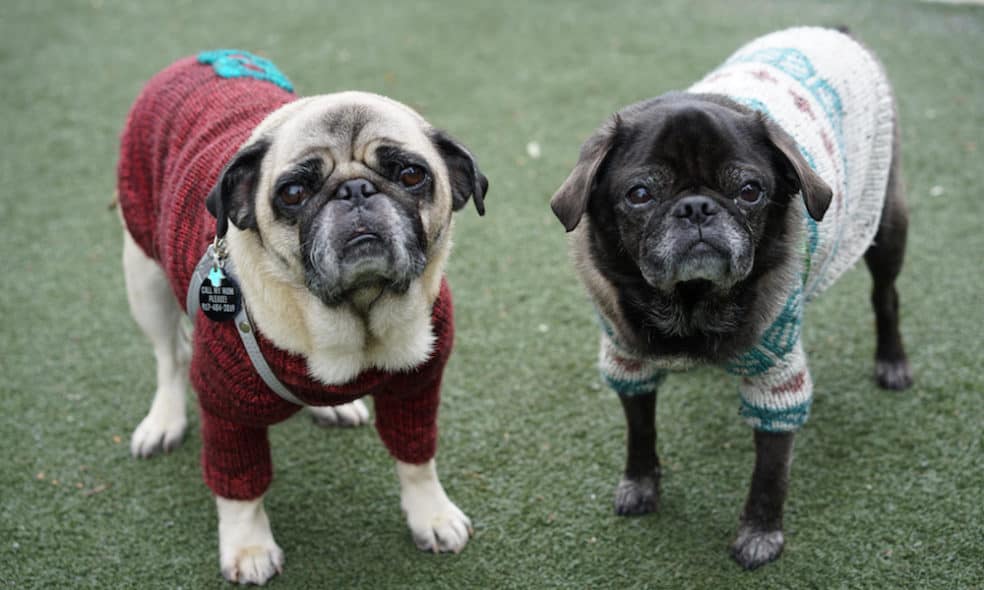 Fat Pug: How to Help Your Pug Lose Weight - Boogie the Pug