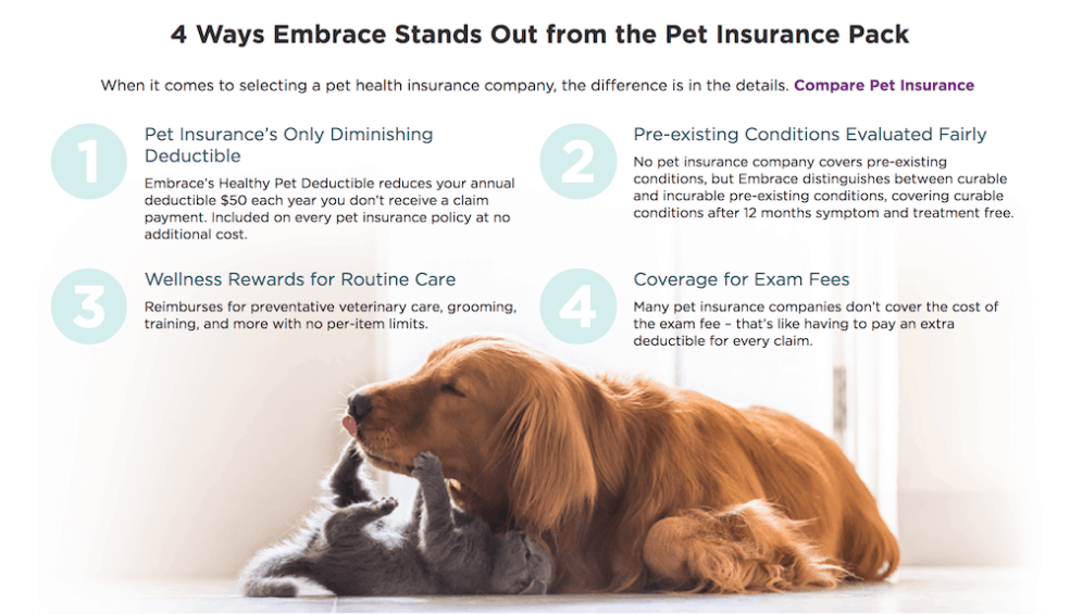 The Best Pet Insurance for Pet Travelers - Boogie the Pug