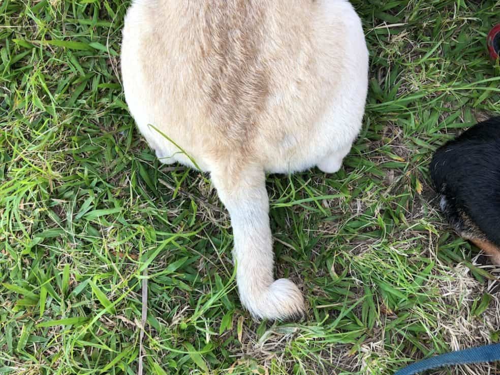 20 Things Only Pug Owners Would Know - Boogie the Pug