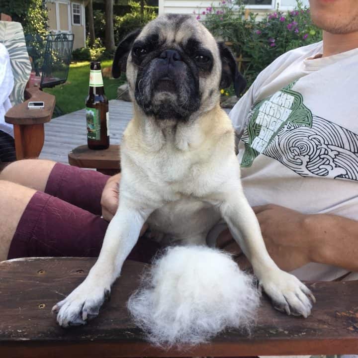 10 Things You Should Know Before Getting a Pug - Boogie the Pug