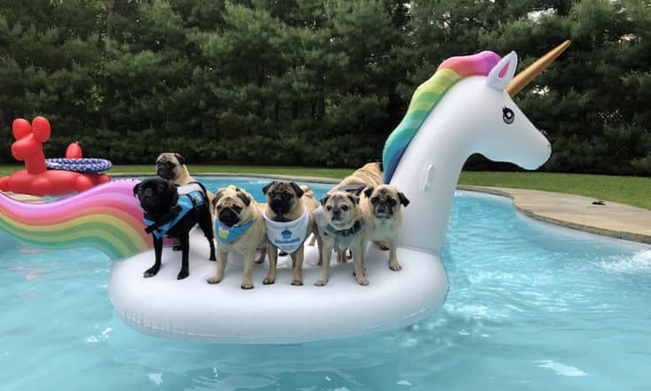 Can pugs swim? All about pugs and swimming - Boogie the Pug