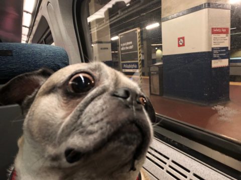 Dogs On Amtrak: How To Ride The Rails - Boogie the Pug