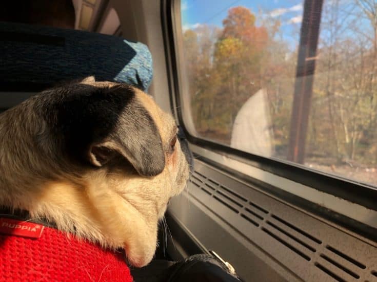 Dogs On Amtrak: How To Ride The Rails - Boogie the Pug