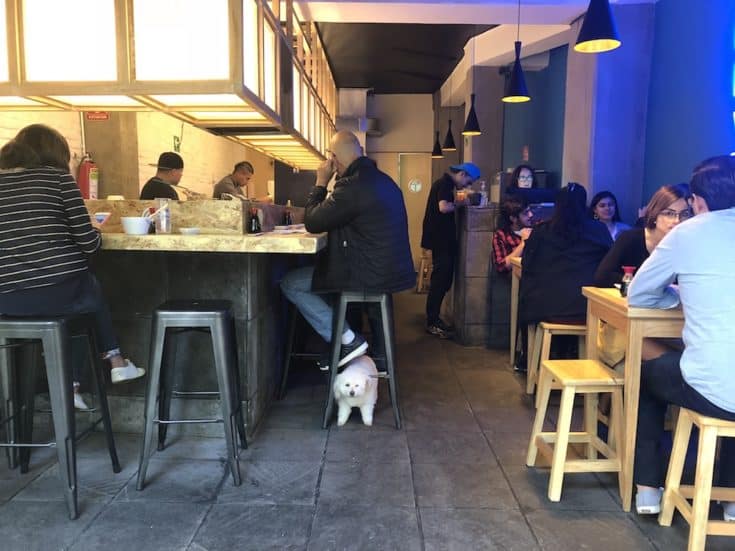 Dogs In Mexico City - Boogie the Pug