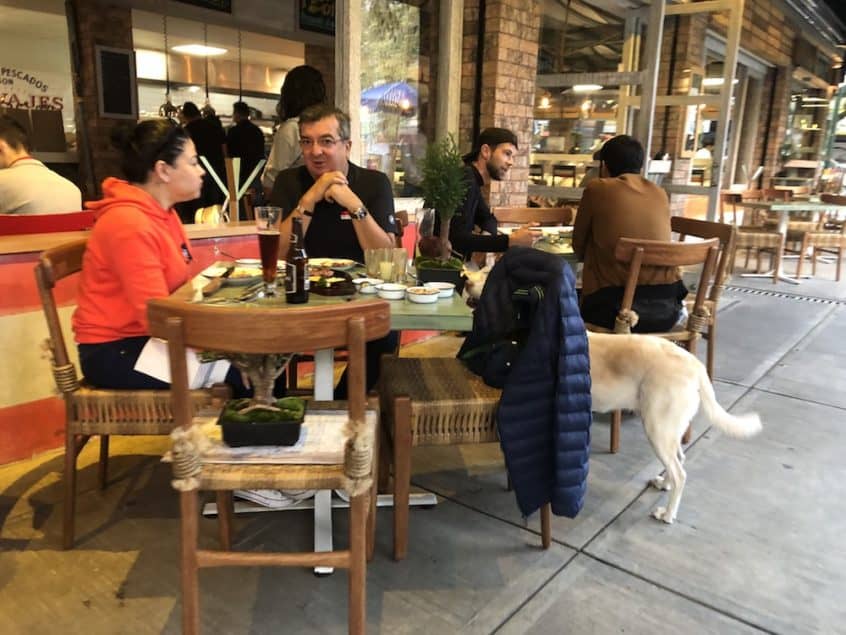 Dogs In Mexico City - Boogie the Pug