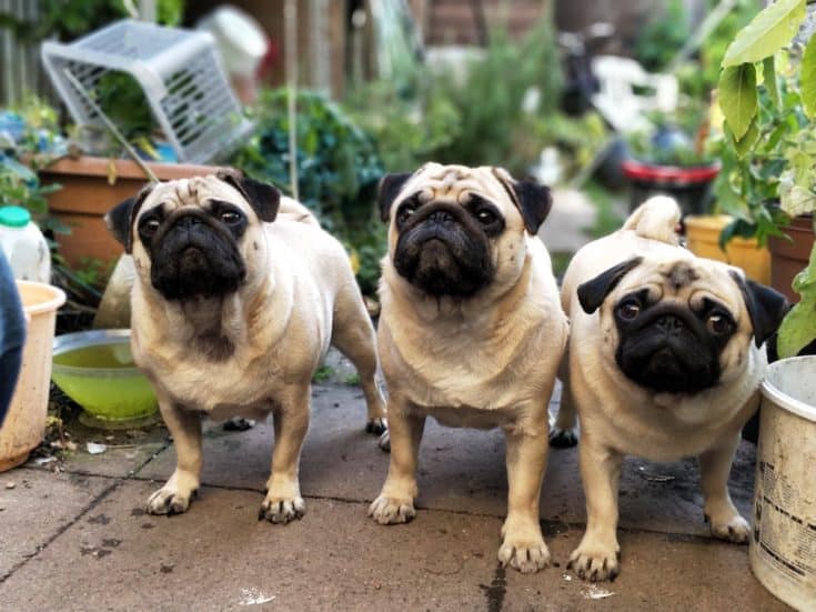 Fat Pug: How to Help Your Pug Lose Weight - Boogie the Pug