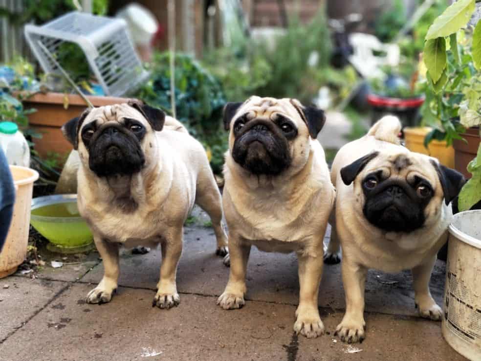 Fat Pug: How to Help Your Pug Lose Weight - Boogie the Pug