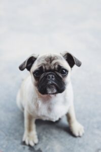 Are Pugs Hypoallergenic? A Guide To Pugs And Allergies - Boogie the Pug
