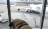 Can Pugs Fly? What You Need To Know About Planes and Pugs - Boogie the Pug