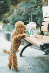 What is a Starbucks Puppuccino and How Do I Get One? - Boogie the Pug