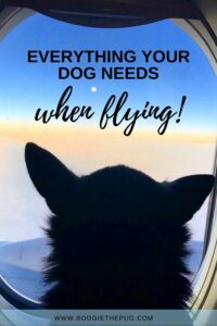 Everything Your Dog Will Need On An Airplane Boogie The Pug everything-your-dog-will-need-on-an-airplane-boogie-the-pug