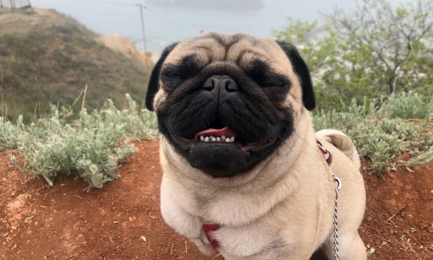 Fat Pug: How to Help Your Pug Lose Weight - Boogie the Pug
