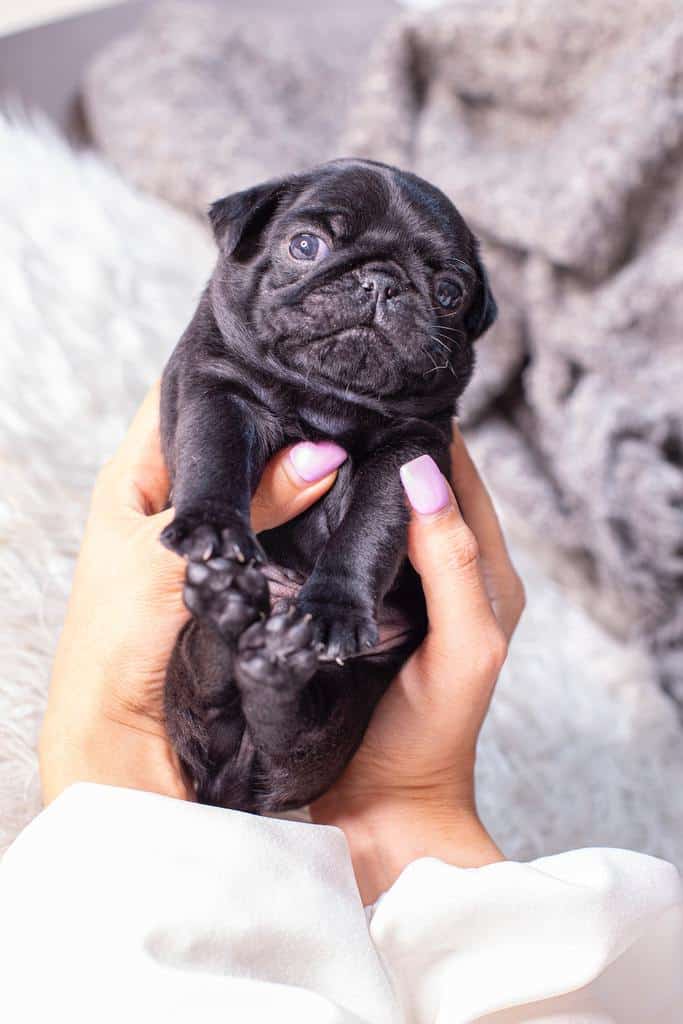 What is a Teacup (or Toy) Pug? - Boogie the Pug
