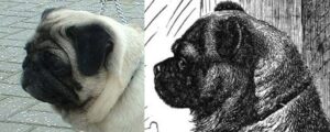 This is What a Pug Skull Looks Like - Boogie the Pug