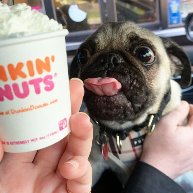 Fast Food Secret Menu Items for Dogs - Boogie the Pug